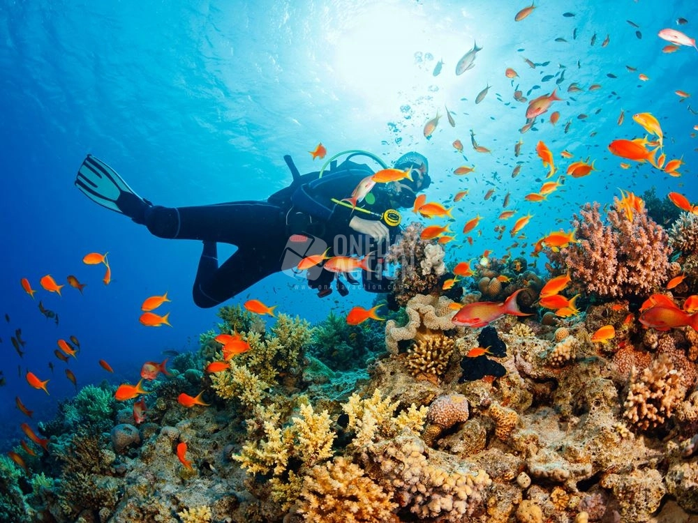 Fethiye Scuba Diving | Diving Tour | Dalyan Bay | Book Now!